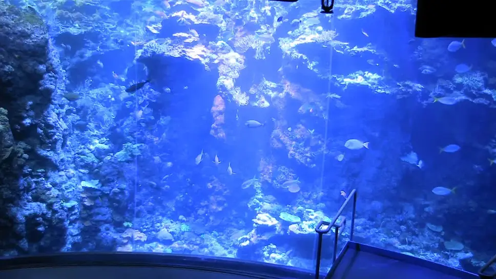 Live Webcam Coral Reef, California Academy of Sciences