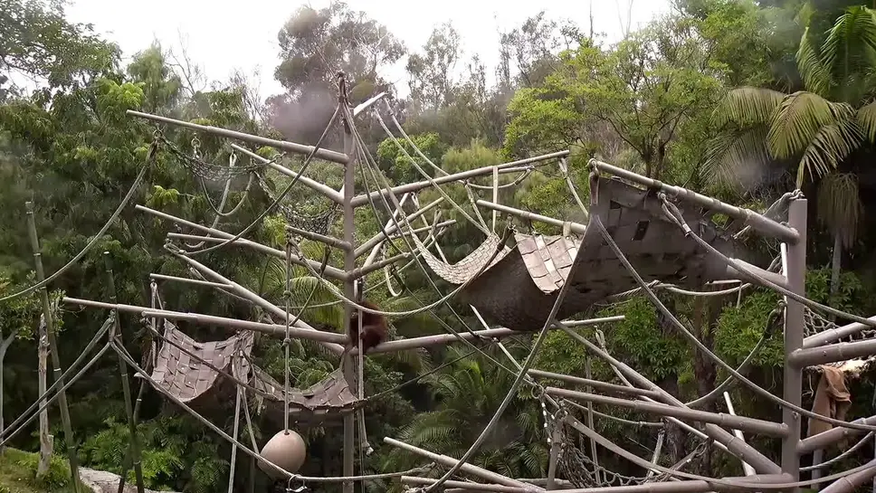 Live Webcam San Diego Zoo: Apes
