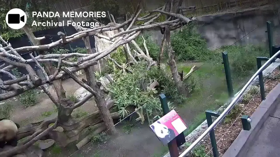 Live Webcam San Diego Zoo: Pandas