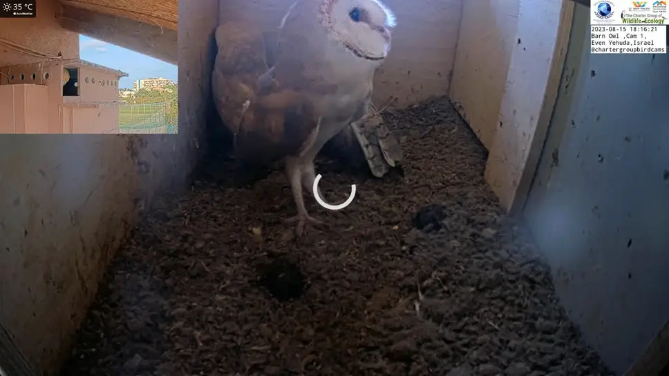Live Webcam Barn Owl/Pigeon, Even Yehuda