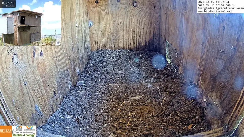 Live Webcam Barn Owl, Everglades Agricultural Area, view 1, Florida