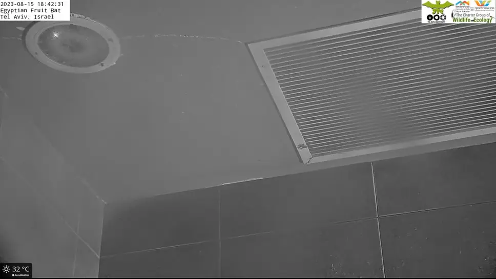 Live Webcam Wild Egyptian Fruit Bat, Bat lab, Tel Aviv
