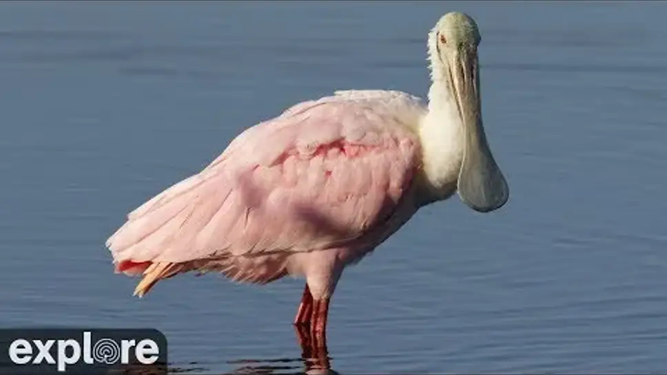 Live Webcam Alligator and Spoonbill Swamp, St. Augustine