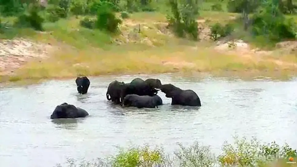 Live Webcam Djuma Private Game Reserve