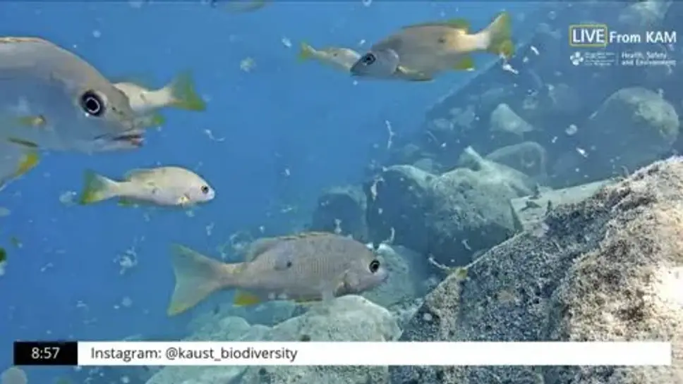 Live Webcam FISHKAM Live, Saudi Arabia