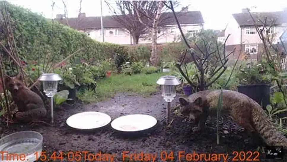 Live Webcam Wild Irish Red Foxes, Dublin
