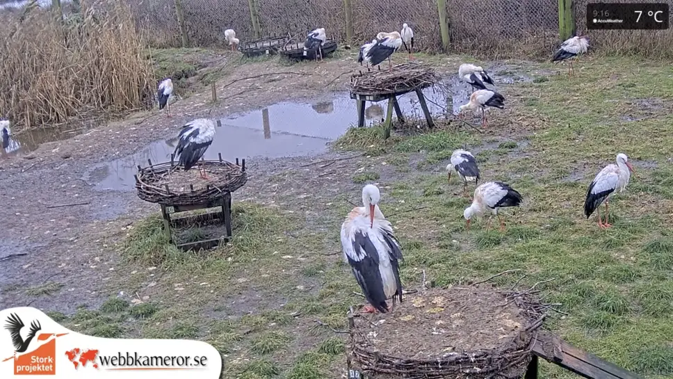 Live Webcam Fulltofta Stork Enclosure, Sweden