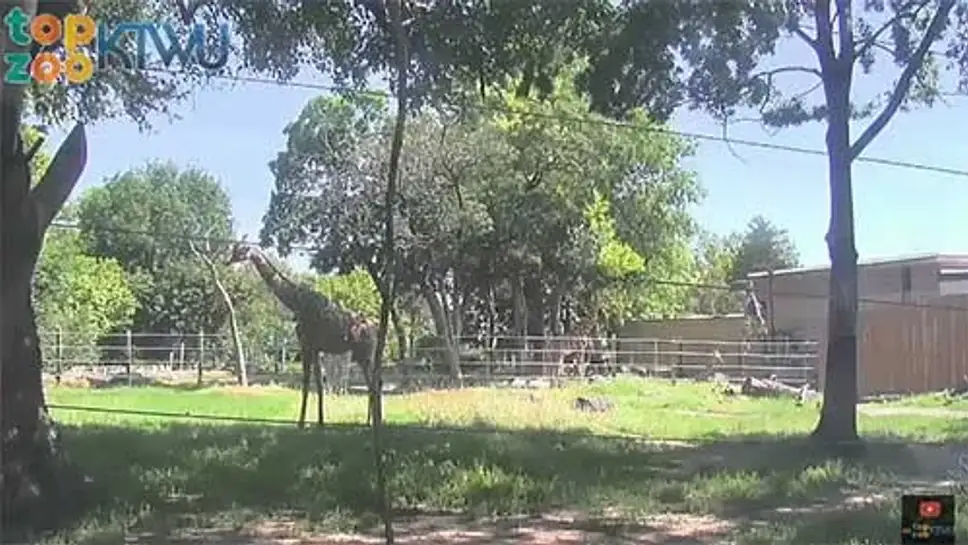 Live Webcam Giraffes, Topeka Zoo