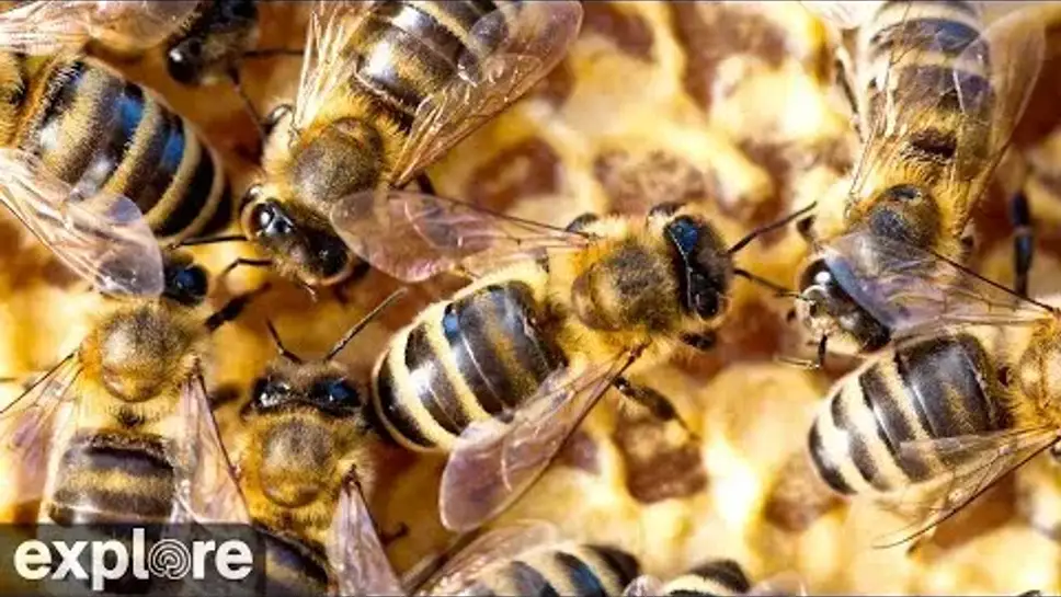 Live Webcam Honey bee nest, Waal