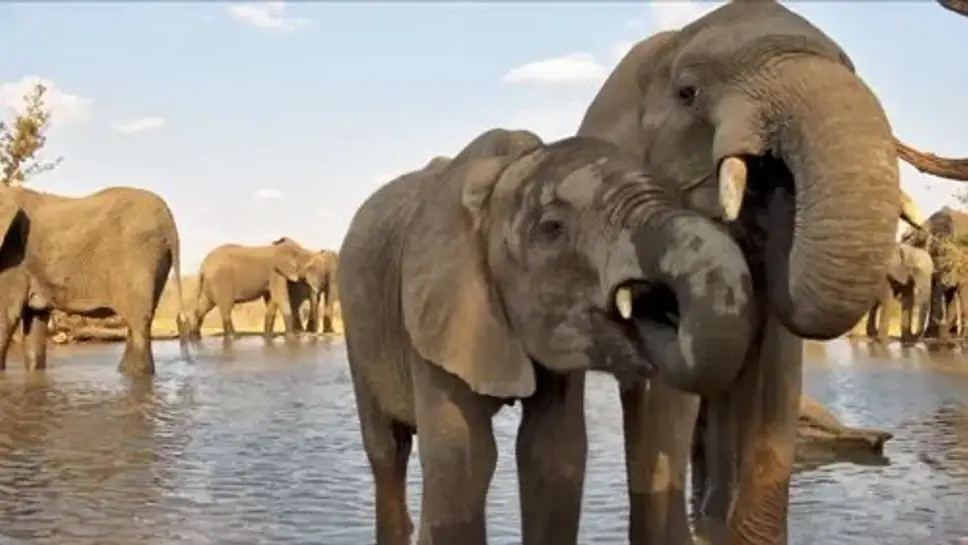 Webcam ao vivo Vida Selvagem do Kings Camp, África do Sul