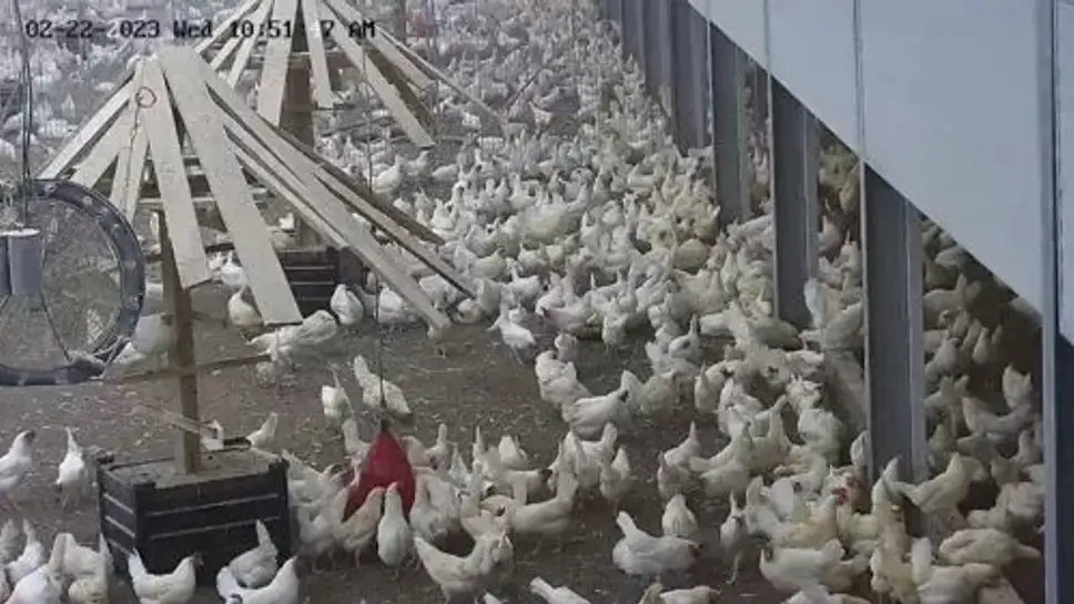 Live Webcam Kipster Farm Chickens IN, USA