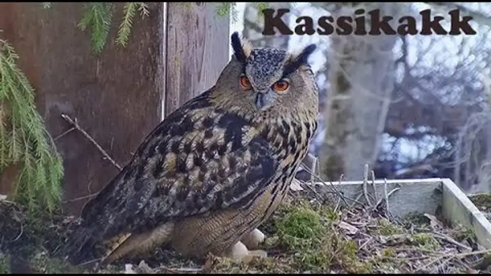 Веб-камера Гнездо неясыти, Эстония смотреть онлайн