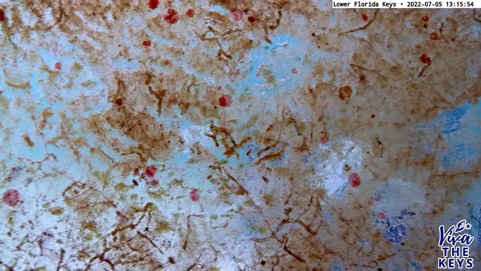 Live Webcam Lower Florida Keys Underwater