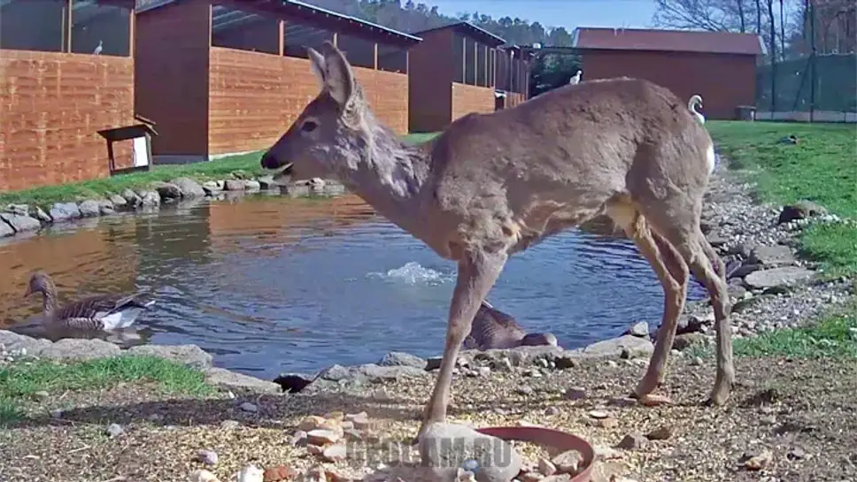 Live Webcam Animal Rescue Station, Makov