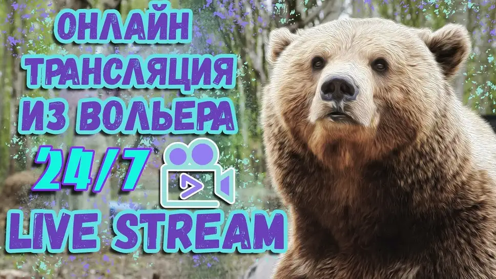 Live Webcam Mansur bear, Vorotynsk