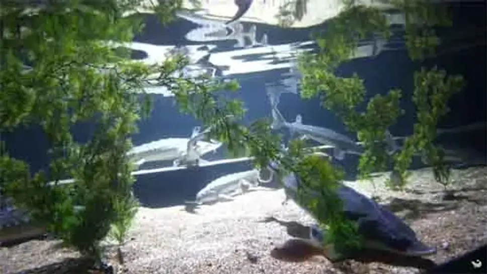 Live Webcam Maritime Aquarium, Norwalk