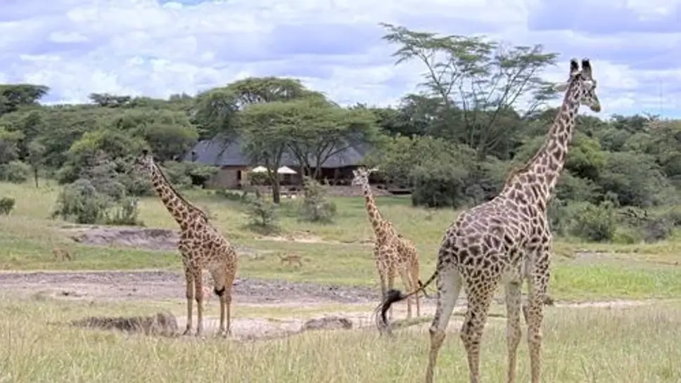 Live Webcam Masai Mara, Kenya