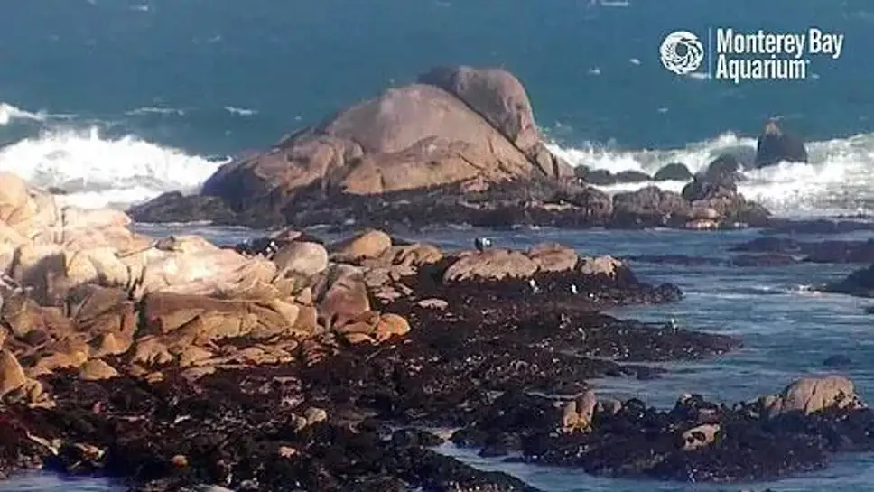 Live Webcam Monterey Bay Aquarium