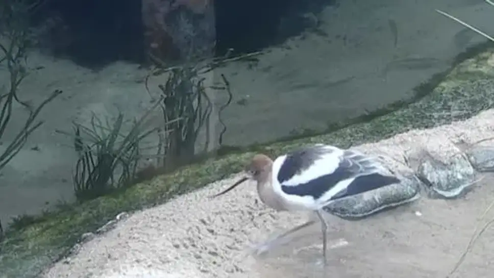 Live Webcam Aviary, Monterey Bay Aquarium