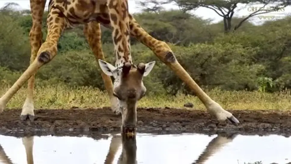 Live Webcam Ol Donyo Lodge, Kenya