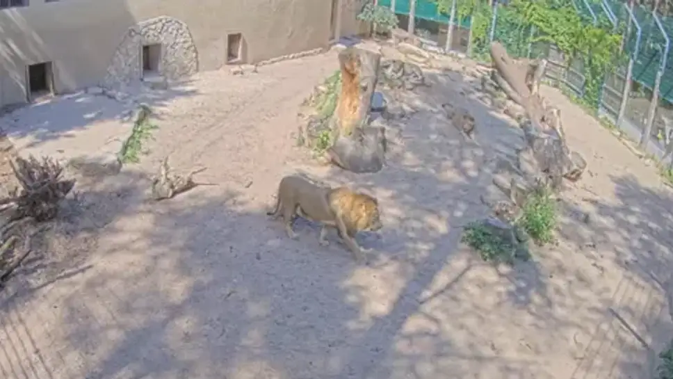 Live Webcam Lions, Riga National Zoological Garden
