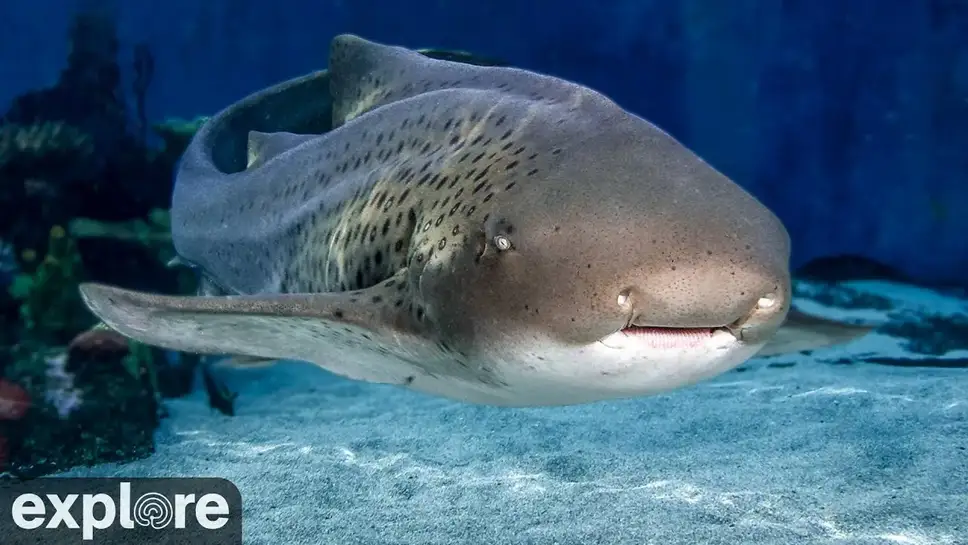 Kamera na żywo Laguna Rekinów, Akwarium Pacyfiku