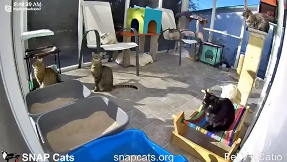 Live Webcam SNAP Cats FeLV+ Catio