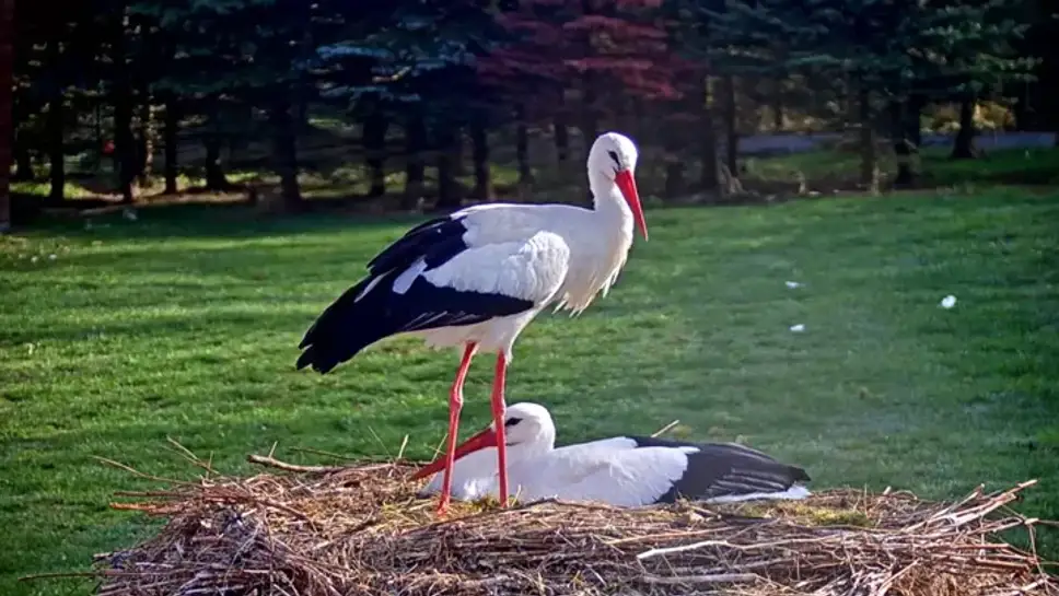 Live Webcam Animal Rescue Station, Makov