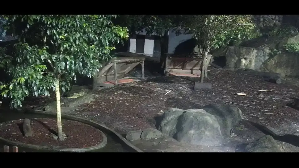 Live Webcam Capybara, Taronga Zoo Sydney