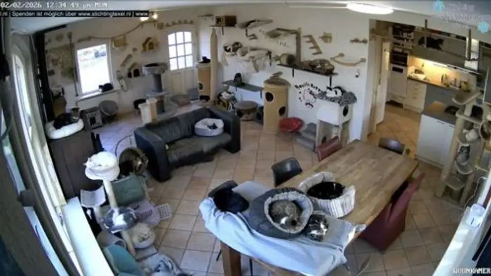 Live Webcam Texel Cats Living Room, NL