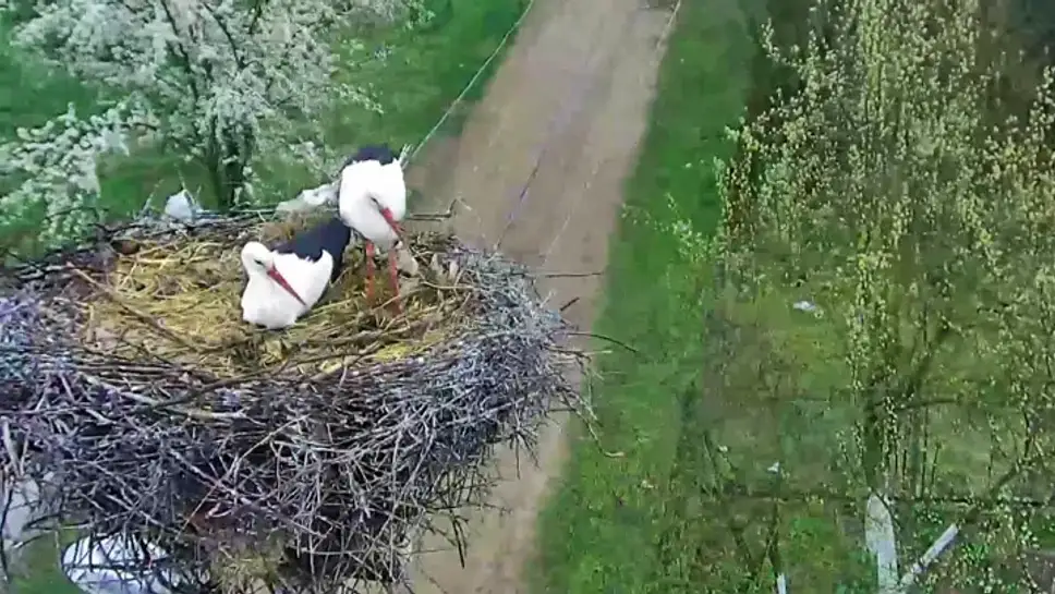 Live Webcam Nest of white storks in village of Tjaziv