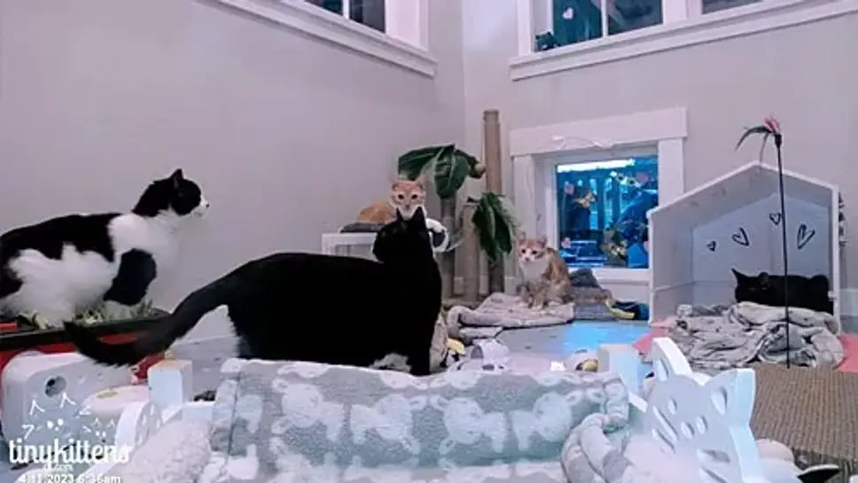 Webcam ao vivo TinyKittens, Fort Langley