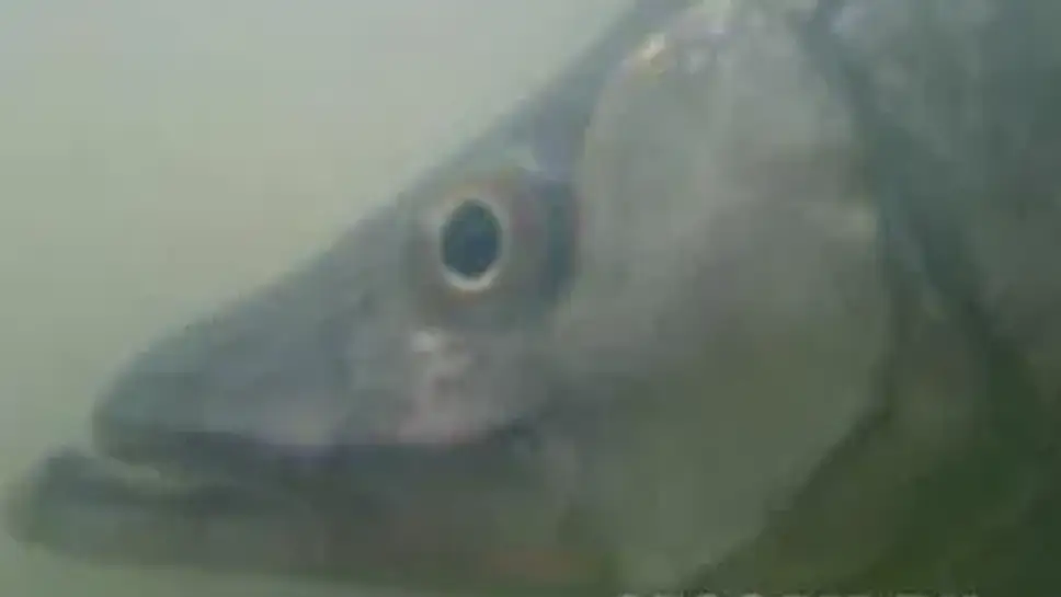Live Webcam Underwater Fish Observatory, Boulder