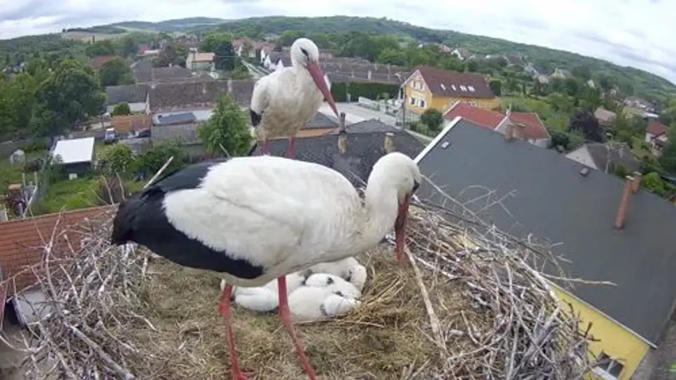Live Webcam White Stork Nest, Ságvár