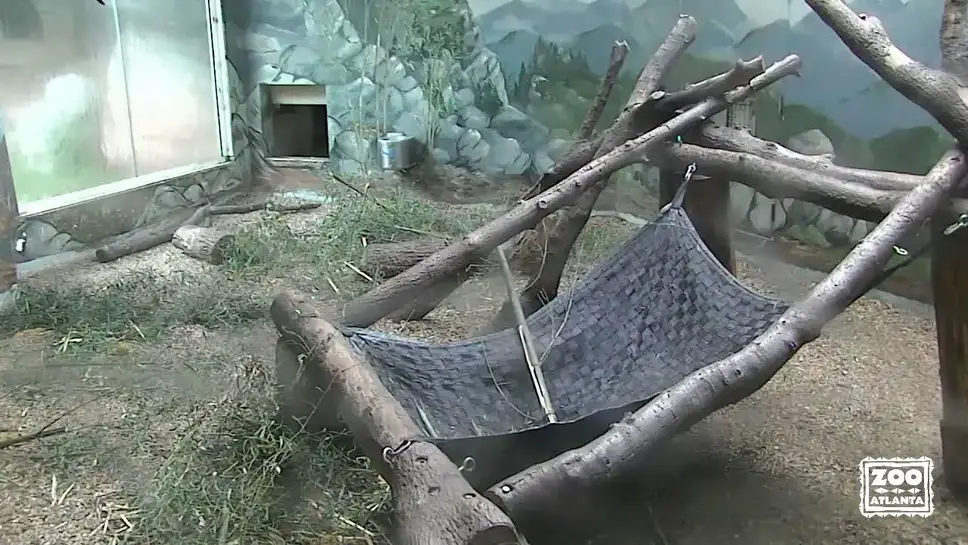 Live Webcam Panda, Zoo Atlanta